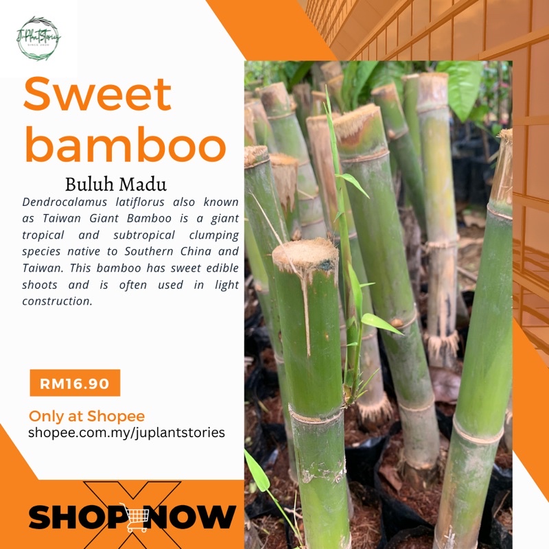 Pokok buluh madu / benih buluh madu | Shopee Malaysia