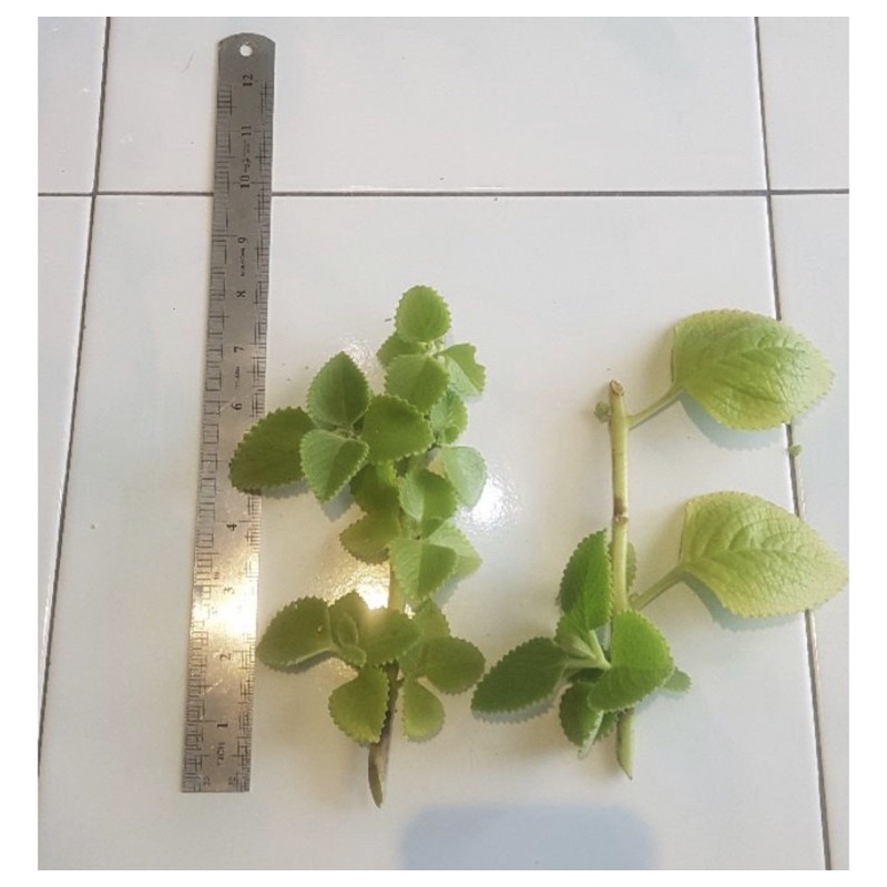 Fresh Oregano , Mexican mint ( Keratan Batang) | Shopee Malaysia