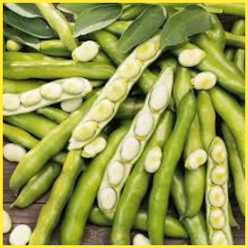 Broad Bean Seeds (10pcs+/-) ｜ Biji Benih Kacang Parang ｜ 蚕豆种子 ｜ seed ...