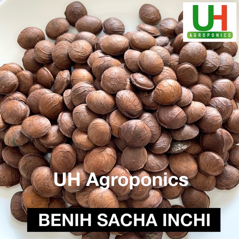 20 BIJI BENIH SACHA INCHI | Shopee Malaysia