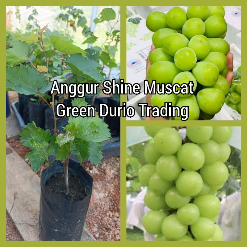 3 cutting Anggur Shine Muscat ~Best Grape | Shopee Malaysia