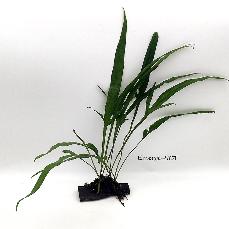 Giant Java Fern on wood-Emerge水上叶/Aquatic Plant/Tumbuhan Akuatik ...