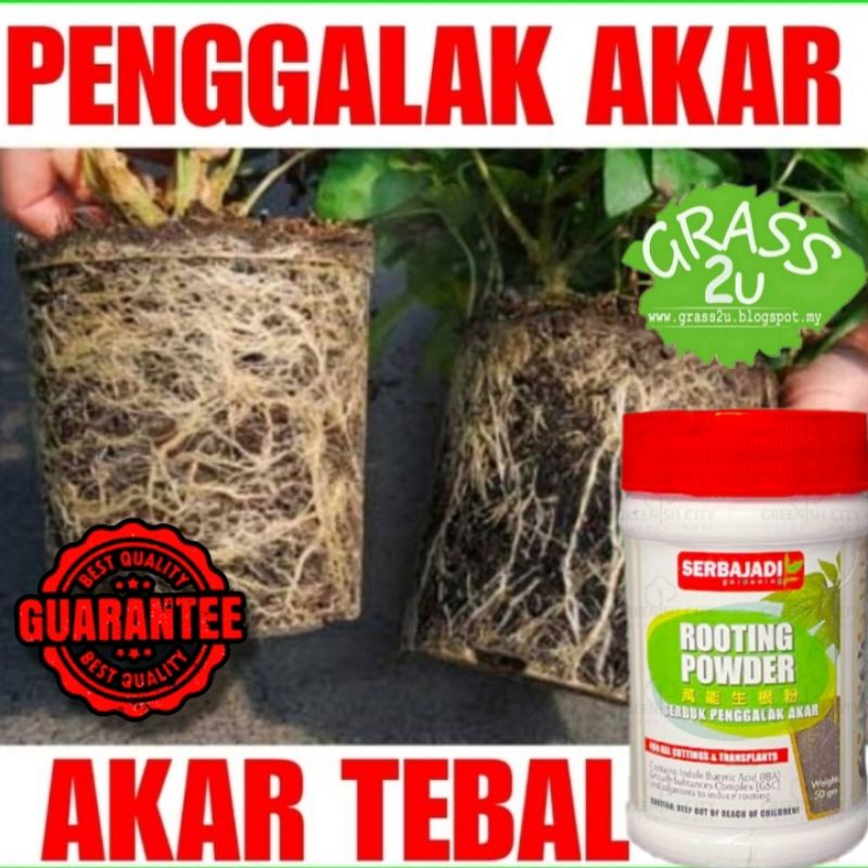 Pengalak Akar Plant Root Rooting Hormone Powder Hormon Pertumbuhan ...