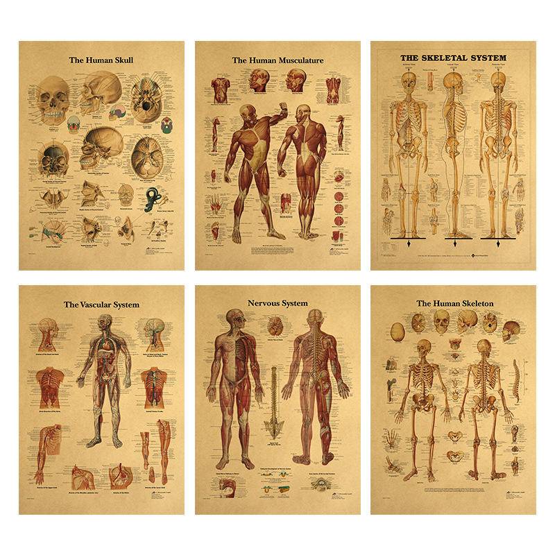 Vintage human Body Art Human system Brain hands muscle canvas prints ...