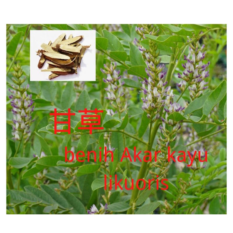 Biji benih akar kayu likuoris/甘草种子/seeds licorice | Shopee Malaysia