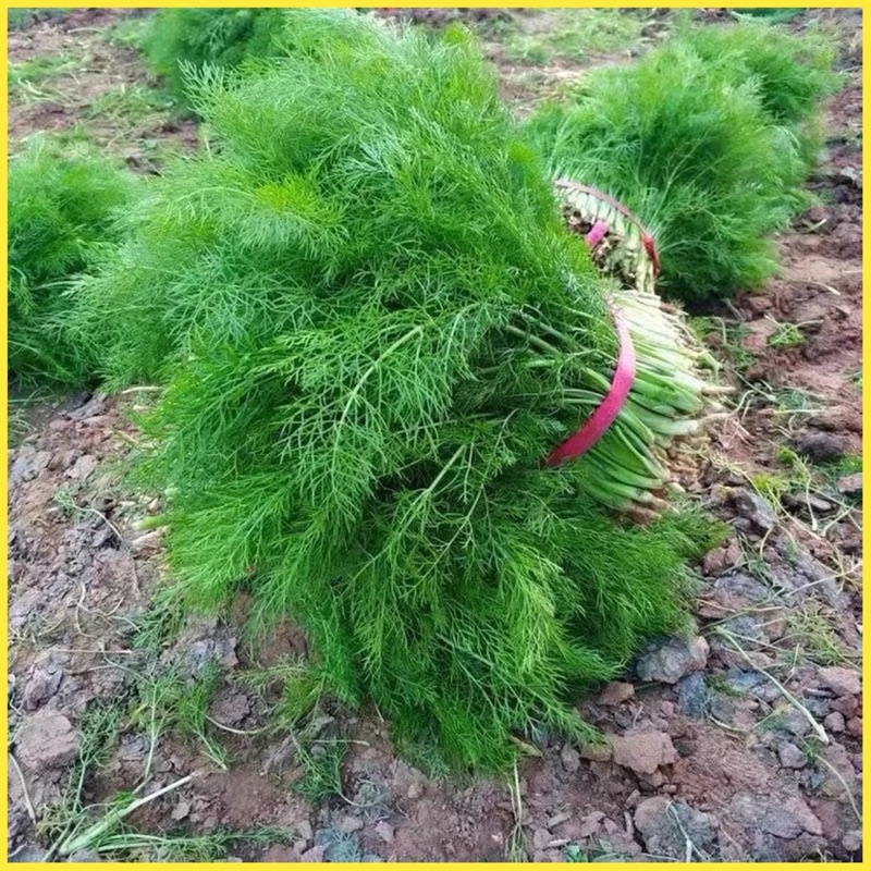 Biji Benih Daun Dill Adas Fennel Seeds ｜ 茴香种子 ｜ L12 | Shopee Malaysia