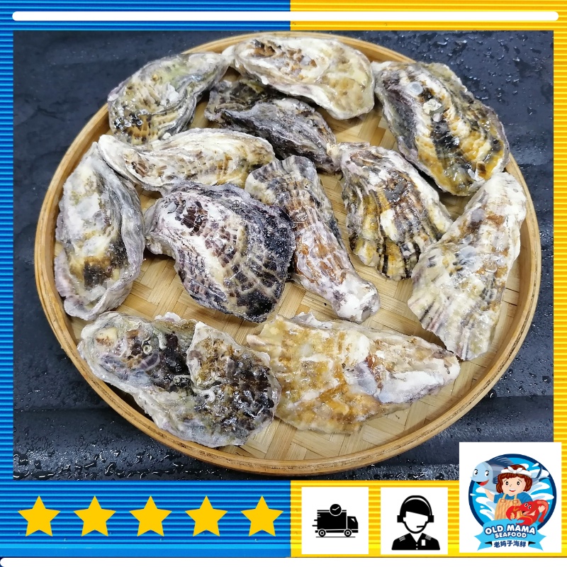 Japan Sashimi Grade Full Shell Oyster / 日本可生吃原粒生蚝 (12pcs/pkt) Sasyimi ...