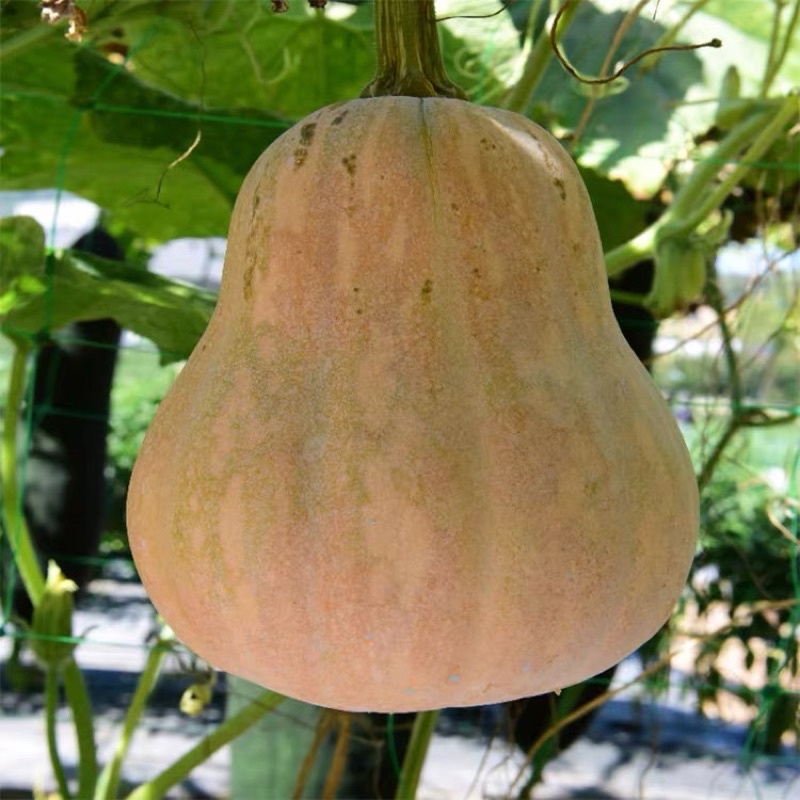 Biji Benih Labu Manis Pandan Bujur Hybrid / F1 Sweet Sticky Pumpkin ...