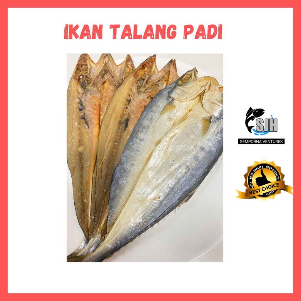 Ikan Masin Talang Padi Ikan Kering / Salted Dried Fish / 280G / 500G ...