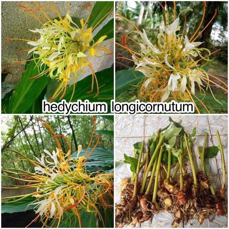 Ubi/rhizome pokok bunga hedychium dan gandasuli @ butterfly ginger ...