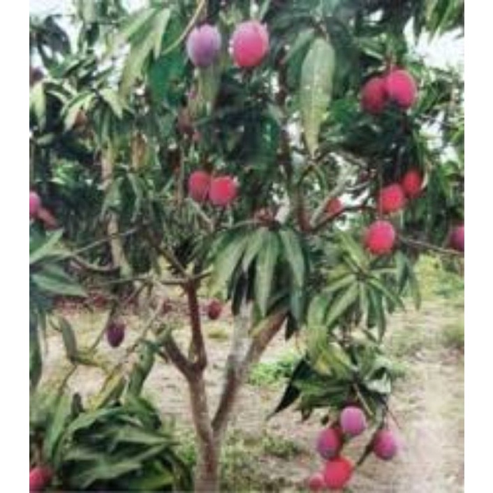 Pokok Mangga Irwin Hybrid | Shopee Malaysia