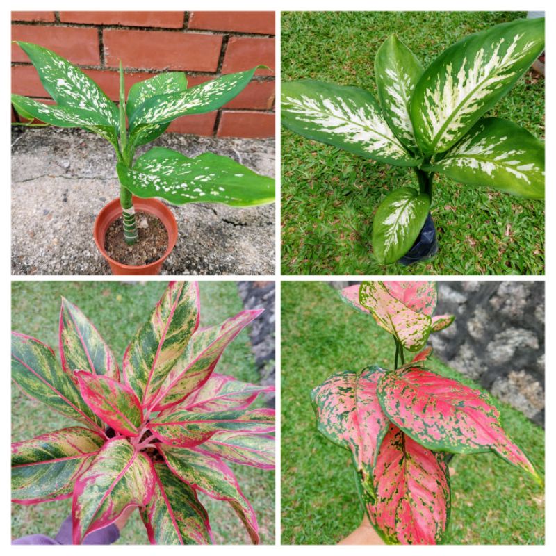 CNY Live Plant Aglaonema Plant /Diffenbachia /Chinese Evergreen in Pot ...