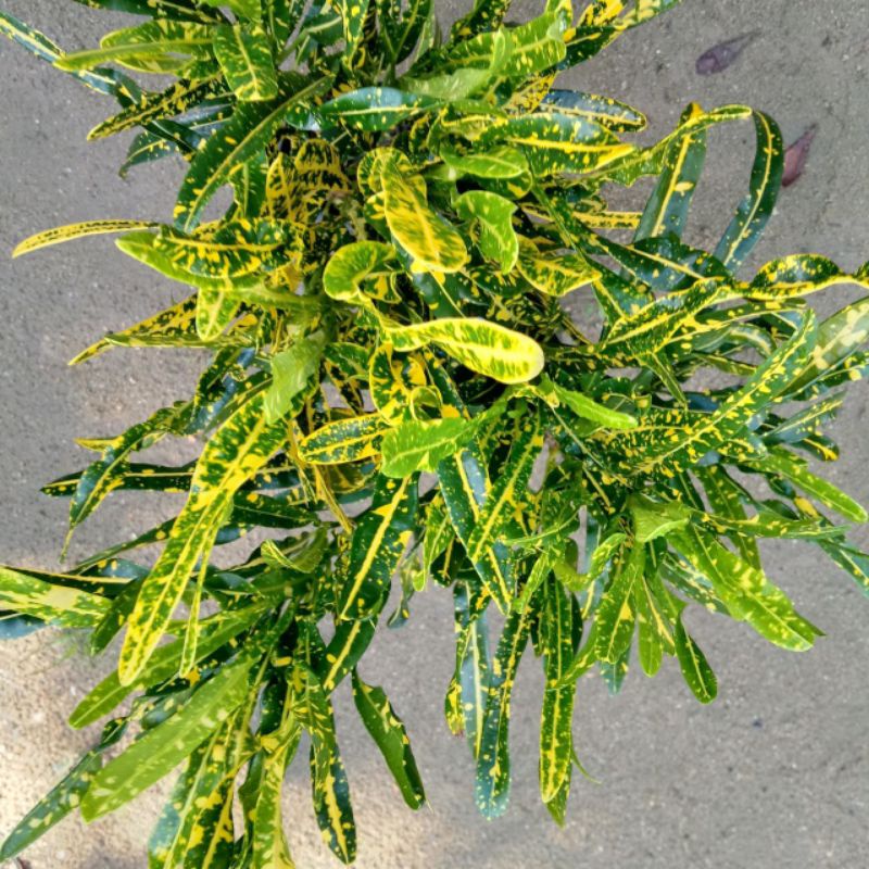 🌱🌱 Pokok Bunga Puding/ CROTON Plant Ready Stock | Shopee Malaysia