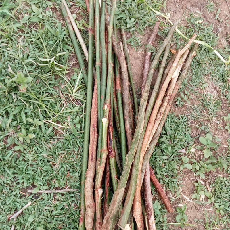 buluh pancang bulat tebal (80cm panjang). kayu pancang. | Shopee Malaysia