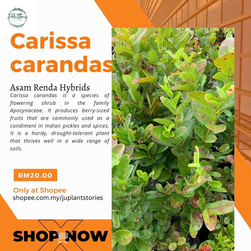 Pokok buah asam renda / Carissa Carandas Fruit | Shopee Malaysia