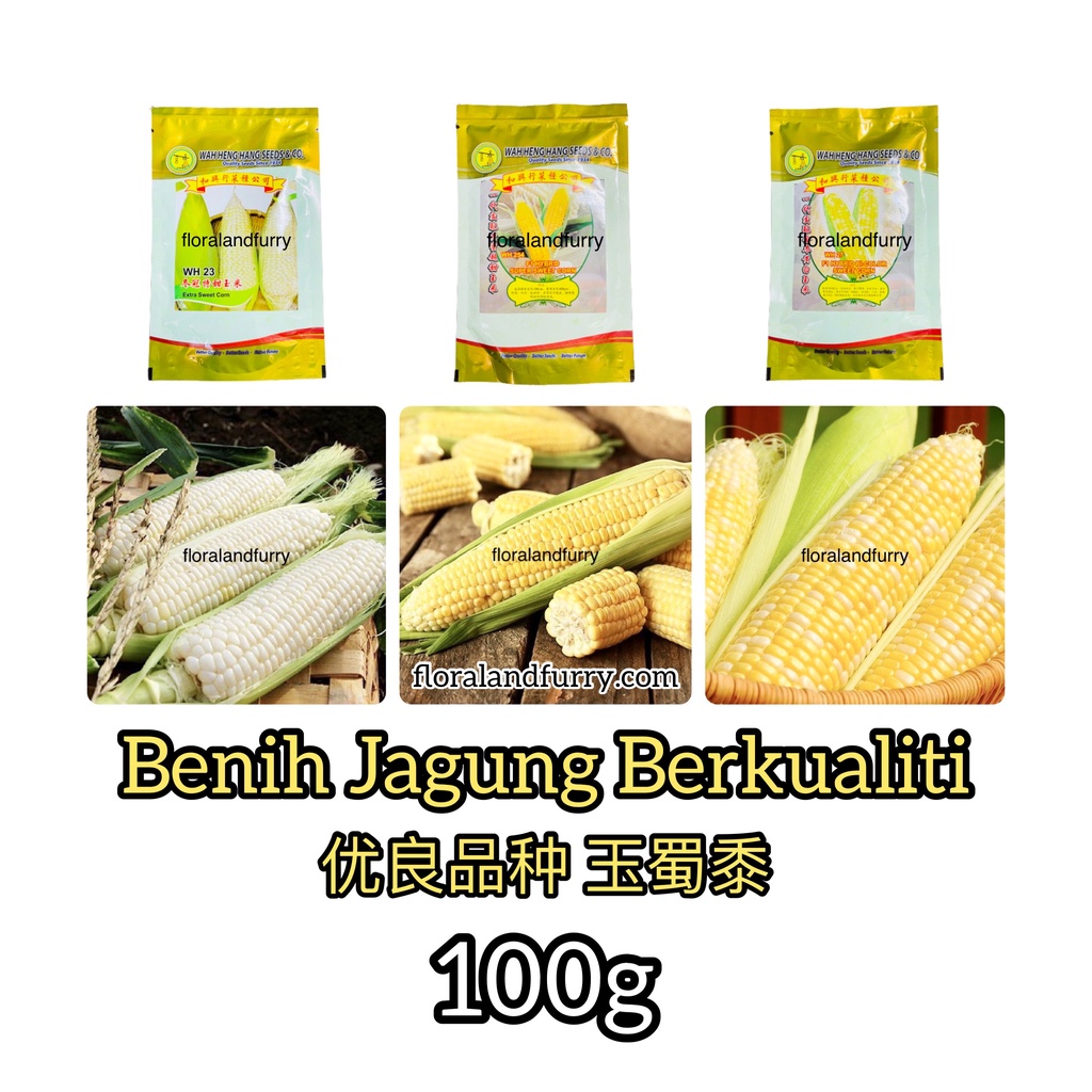 100g F1 Hybrid Super Sweet Corn 一代交配超甜玉蜀黍 Biji Benih Jagung Manis Dwi ...