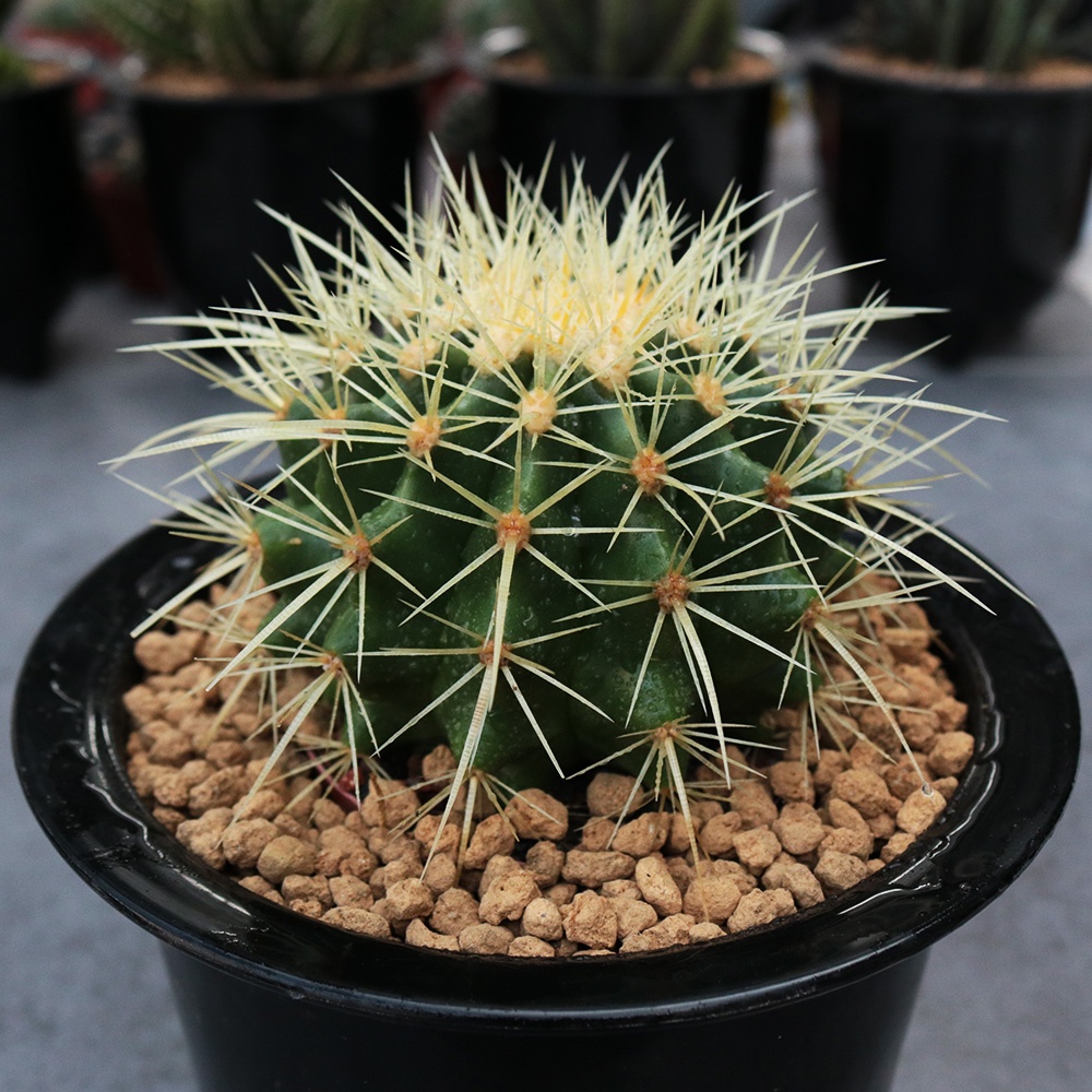 【Easy to bloom】Natural Cactus Real-Life Golden Tiger Cactus Hard Thorn ...