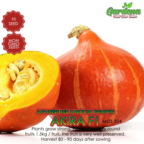 10 BIJI BENIH LABU MANIS JEPUN RED KABOCHA PUMPKIN HIBRID AKIRA F1 ...
