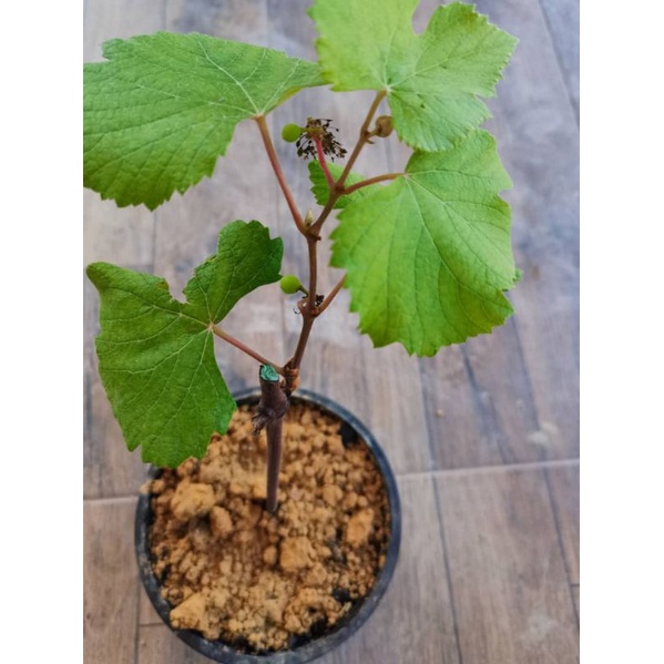 pokok anggur/anggur IAC/NiNEL/AKADEMIK/JUPITER | Shopee Malaysia