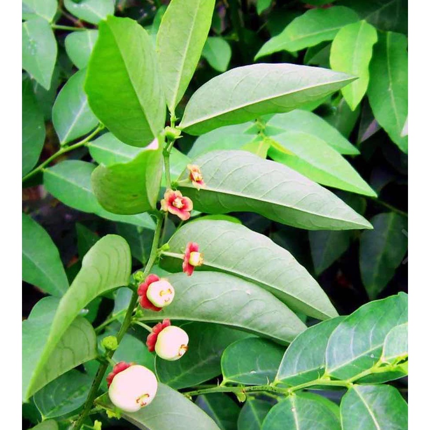 8 pcs Keratan Batang Pucuk Manis / Sayur Manis / Souropus androgynus ...