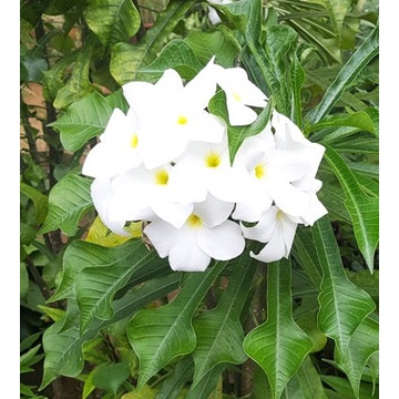 Anak Pokok Kemboja Putih Siam/Plumeria Pudica 'Bridal Bouquet' | Shopee ...