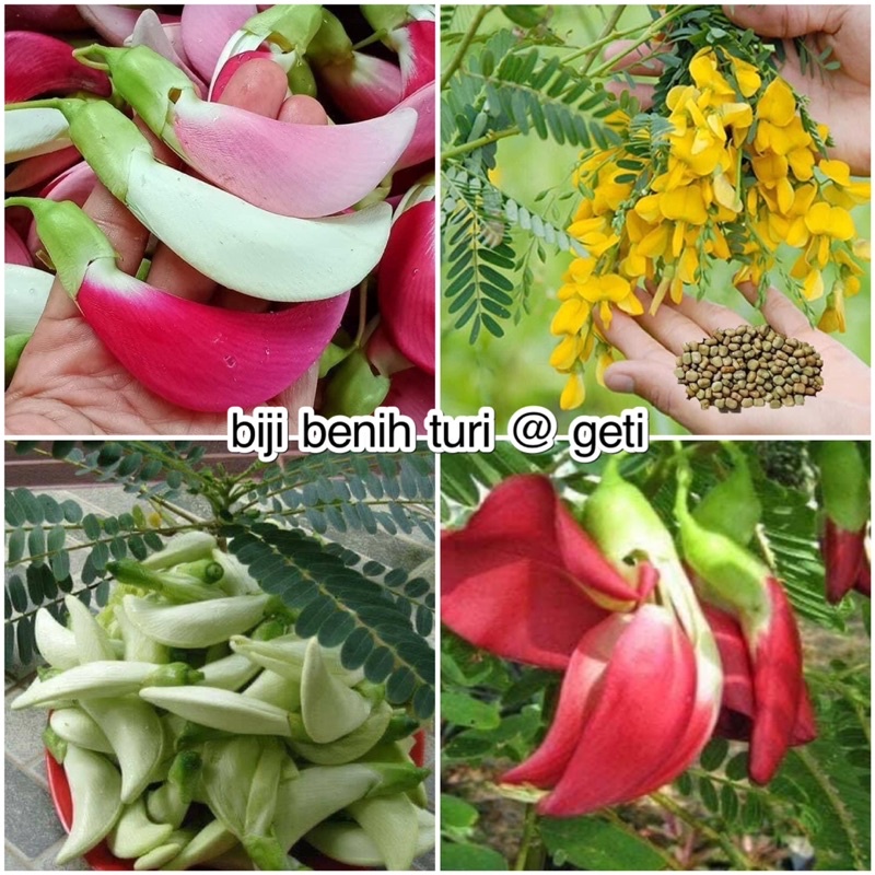 Biji benih pokok turi @ geti putih, merah, pink dan kuning | Shopee ...