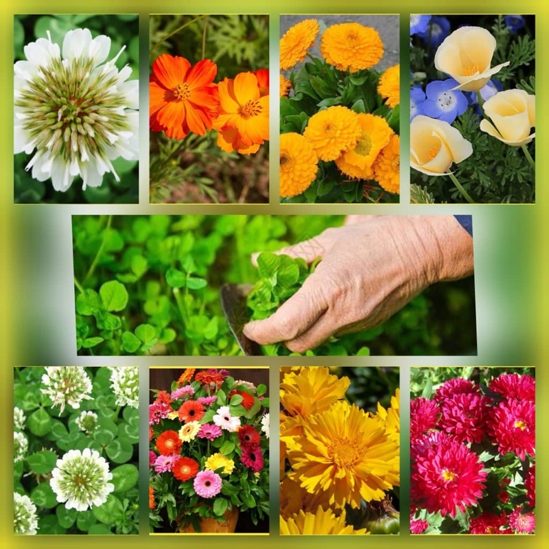 pelbagai jenis biji benih bunga various kinds of flower seeds 各种花卉种子 ...
