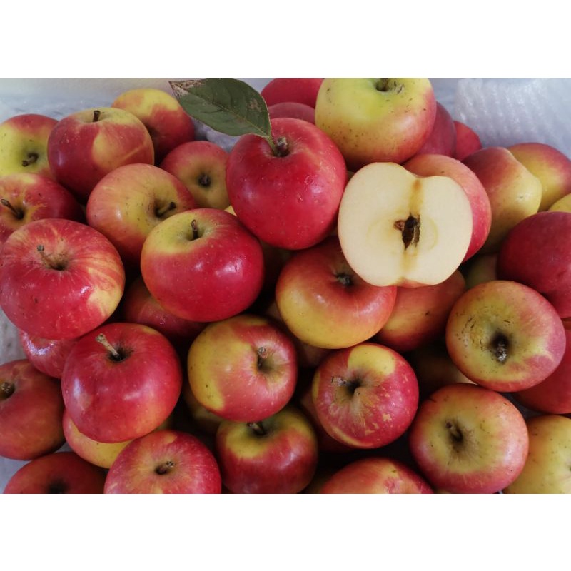 MINI SWEET CRUNCHY APPLE (7 pieces) | Shopee Malaysia