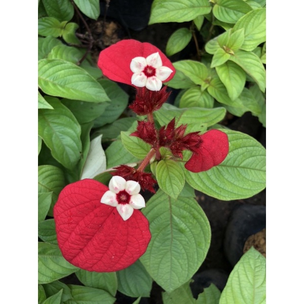 【TW668】 Mussaenda Dona Eva | 玉叶金花🌱pokok Bunga merah Hiasan hidup ...