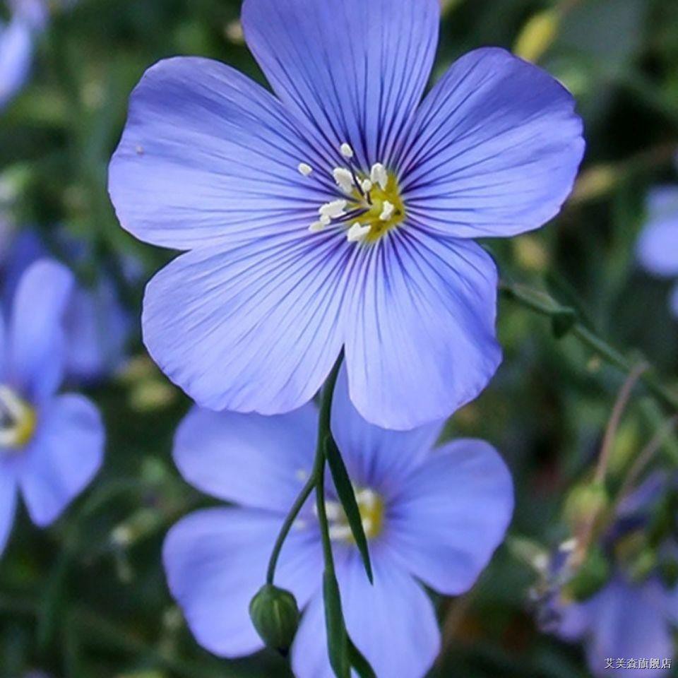 Blue flax 蓝花亚麻种子 Biji Benih Bunga Flower Plant Seed 50Pcs | Shopee Malaysia