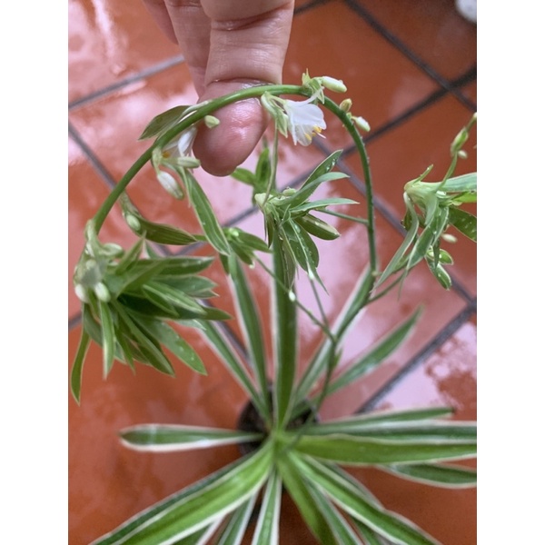 GREENPokok Spider Plant Pokok Lidah Ayam Labah Labah Murah 蛛形吊兰 ...