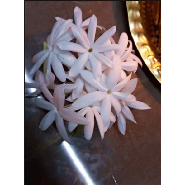 JASMINE POLYANTHUM / OFFICIALE/HEMSLEYI WHITE FLOWER REAL PLANT POLY ...