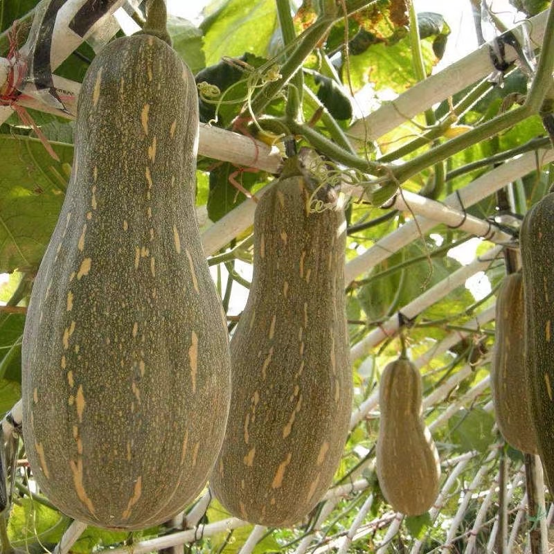 Biji Benih Labu Manis Panjang (10 seeds) / Cucurbita Moschata pumpkin ...