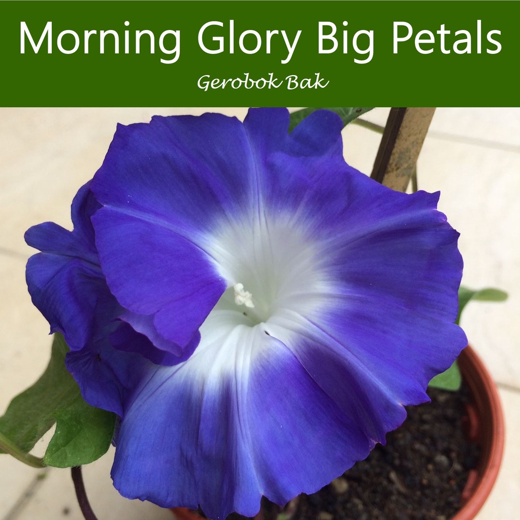 BIJI BENIH BUNGA SERI PAGI IPOMEA MORNING GLORY MIX (6 seeds) | Shopee ...