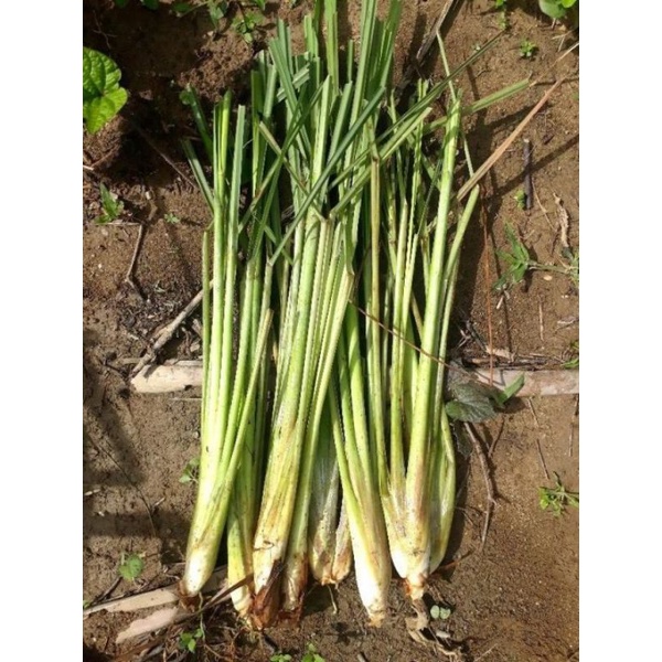 POKOK SERAI SEKALI AKAR/BENIH SERAI/UNTUK DIMASAK DAN DITANAM | Shopee ...