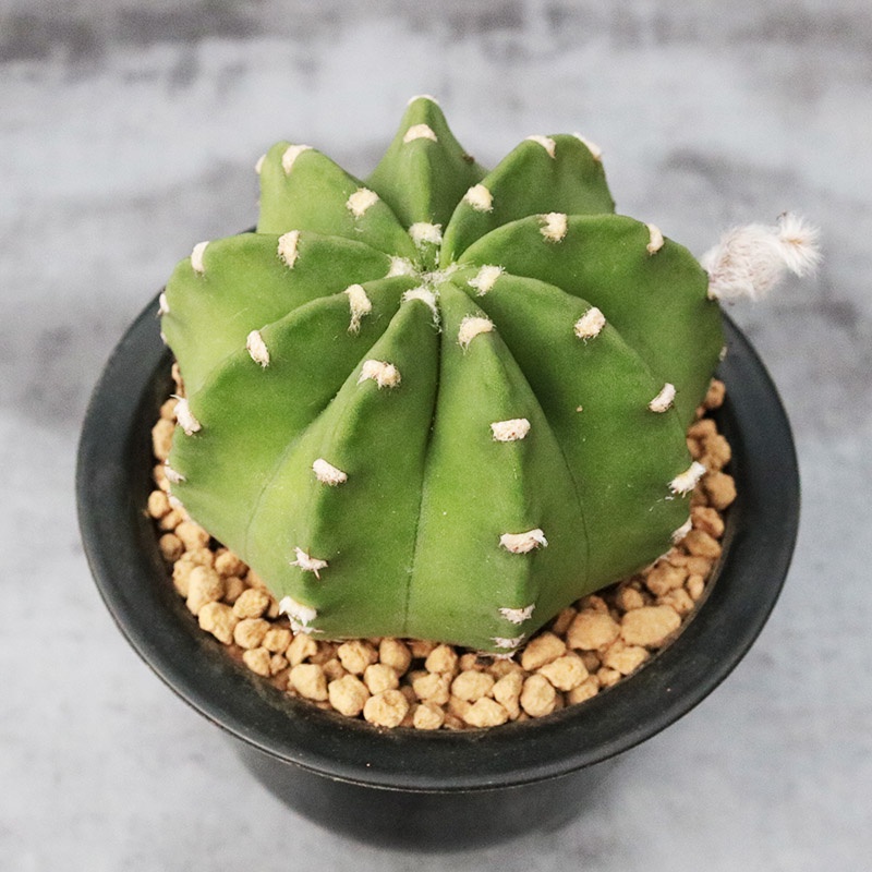 Natural Cactus Real-Life Short Hair Pills Large Cactus Thorn-Free ...