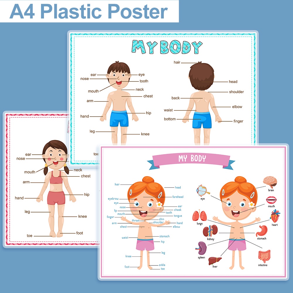 My Body Learning English Words Educational Posters for Kids Baby Classroom Decor Preschool ...
