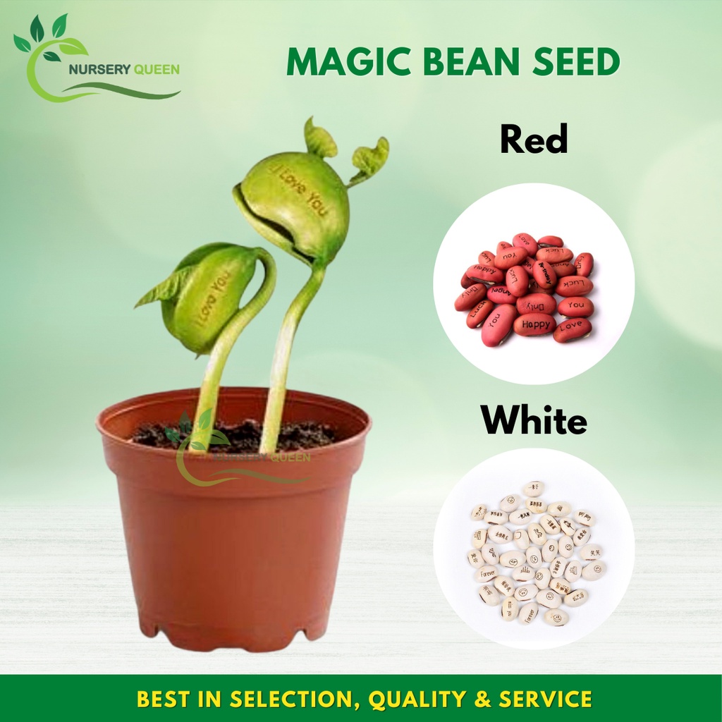 Magic Bean Seeds (2 pcs) Decoration Beans Seeds Bonsai Green Mixing Message Love Magic Bean Seed ...