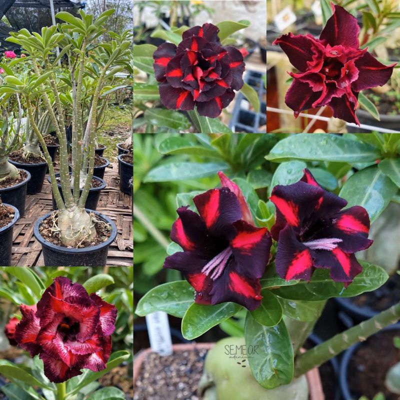MIX ID POKOK BUNGA KEMBOJA/ADENIUM REAL LIVE PLANT PASU 8INCI (RARE ID ...