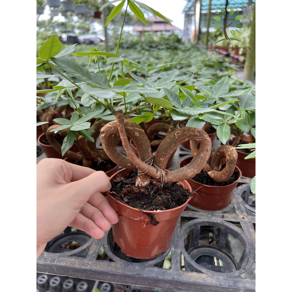 Berjaya Plant Nursery - Money Tree/Pachira Aquatica(Pokok Bunga Hidup ...