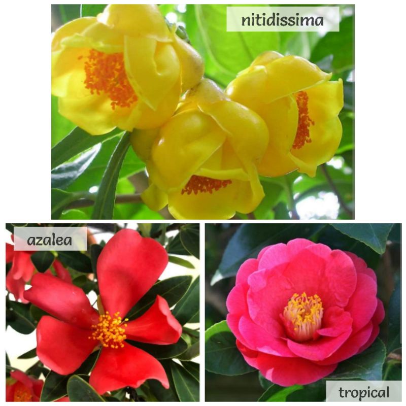 Pokok Bunga Camelia camellia azalea tropical Nitidisima Nitidissima ...