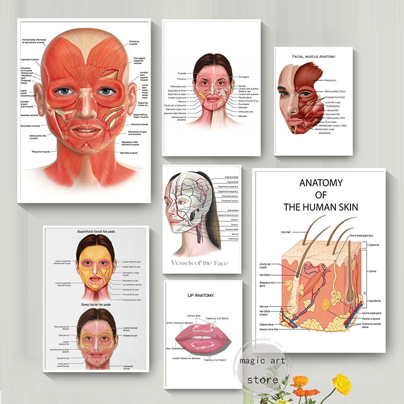 Face Anatomythe Human Skin Lip Hair Anatomy Muscle Detailed Medical Art ...