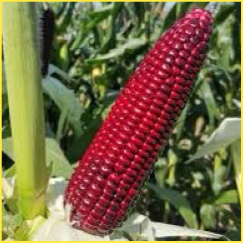 Biji Benih Jagung Merah (18pcs+/-) ｜ Red Sweet Corn Seeds ｜ 红糯甜玉米种子 ...