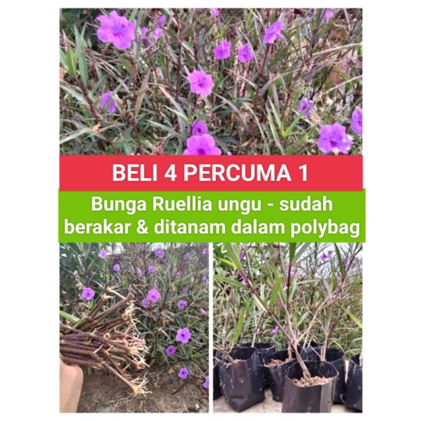pokok bunga ruellia ungu. / mexican petunia plant in polybag. ready ...