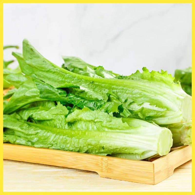 Biji Benih Salad Ramaine Daun Tajam (350pcs+/-) ｜ Sharp Leaf Ramaime ...