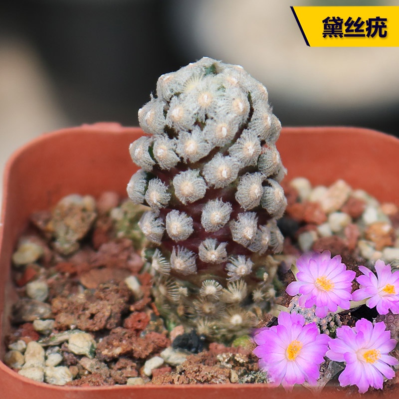 Natural Cactus，Cactus Daisy Wart Cactus Fun Collection Soft Fur ...