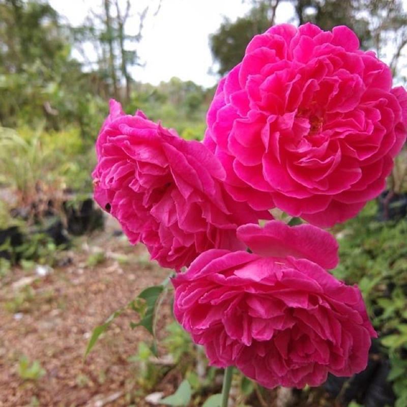 Pokok Ros Pink Margenta (pokok ros dalam polybag) | Shopee Malaysia