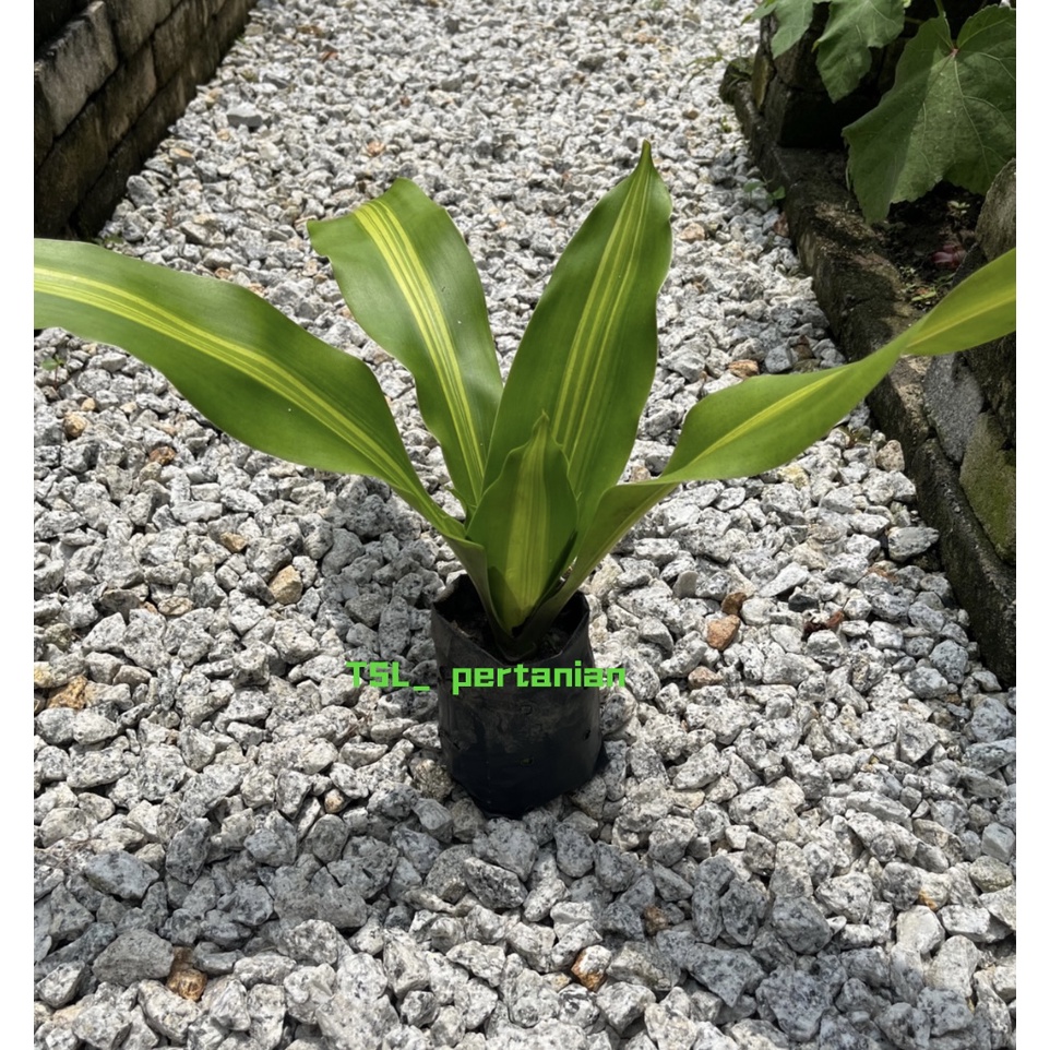 Pokok Besi / Dracaena Gold Cord / Fragrans / Corn Plant / 金心铁 / 香龙血树 ...