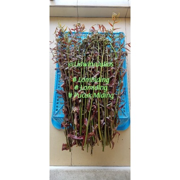 pucuk lemiding @lembiding@miding segar | Shopee Malaysia