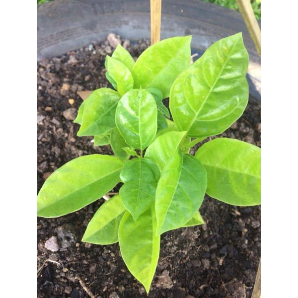 POKOK MARKISA UNGGU (anak pokok markisa purple) | Shopee Malaysia